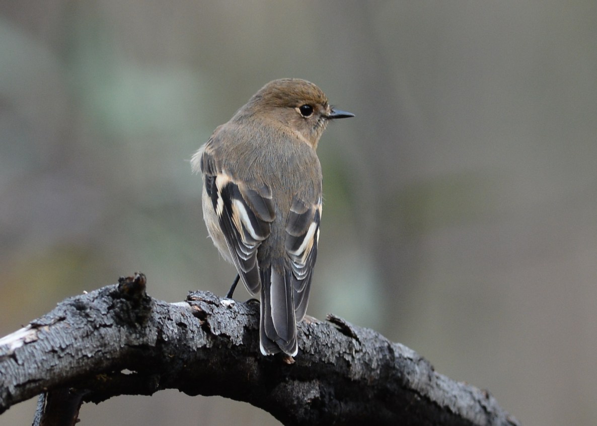 One day, Six Robins – Birds as Poetry —— Just because I WANDER doesn't ...
