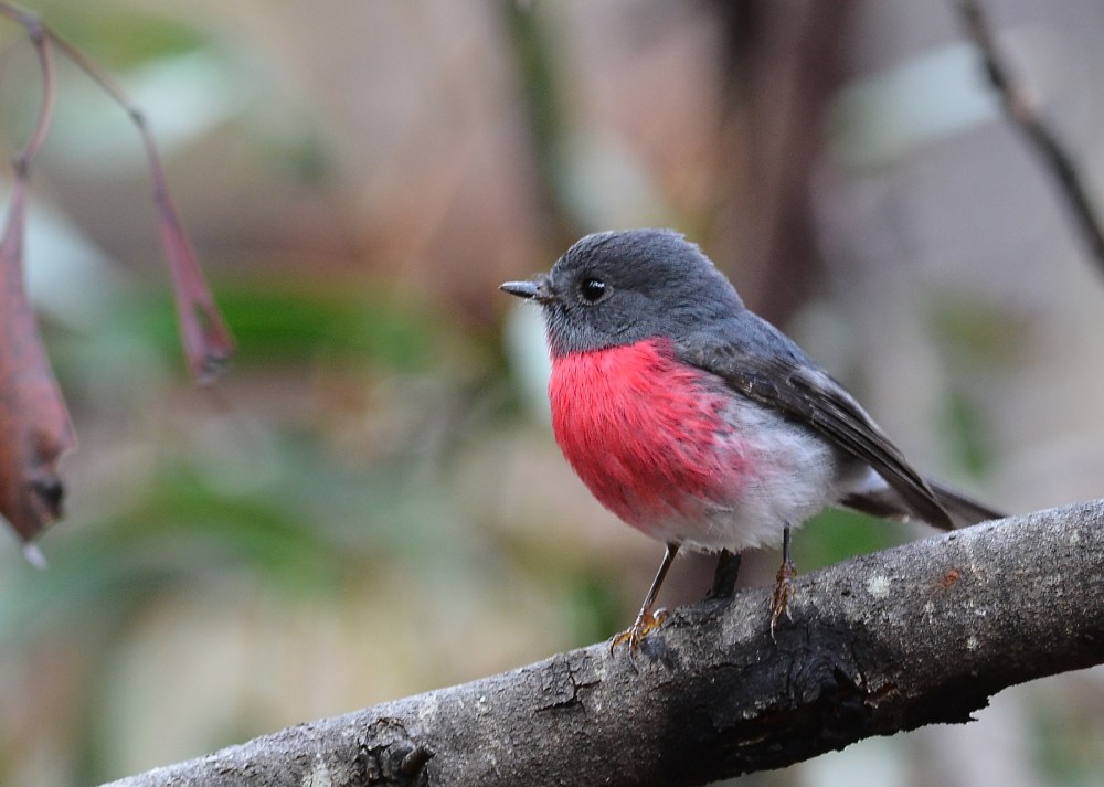 One day, Six Robins – Birds as Poetry —— Just because I WANDER – –doesn ...