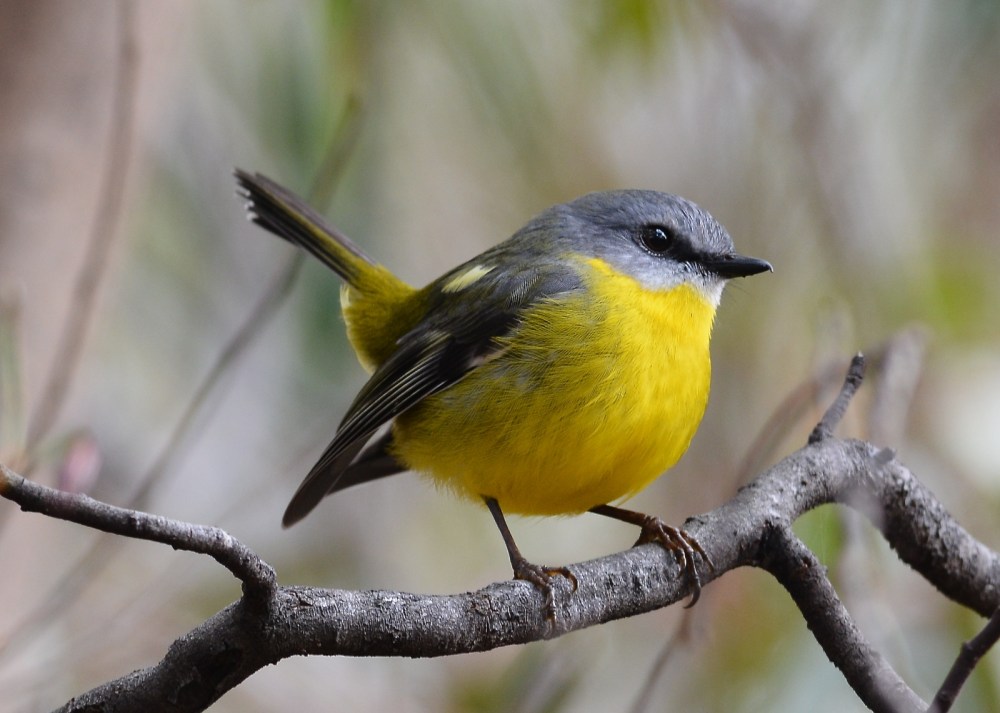 One day, Six Robins – Birds as Poetry —— Just because I WANDER doesn't ...