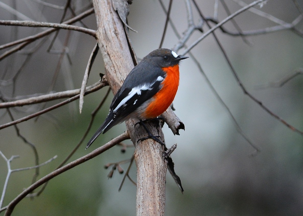 One day, Six Robins – Birds as Poetry —— Just because I WANDER – –doesn ...