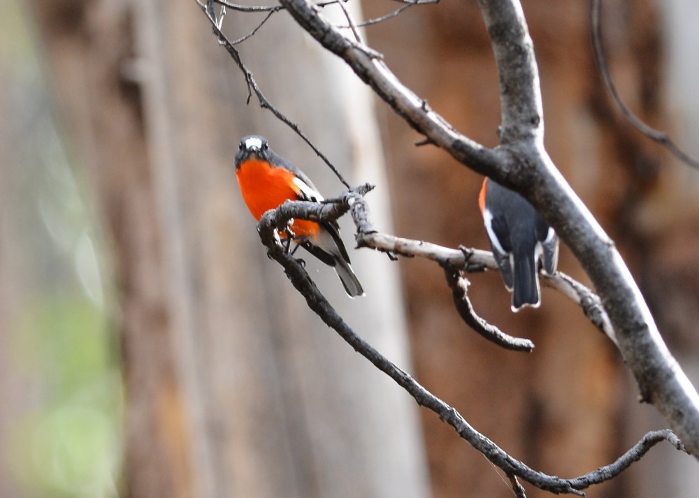 One day, Six Robins – Birds as Poetry —— Just because I WANDER doesn't ...