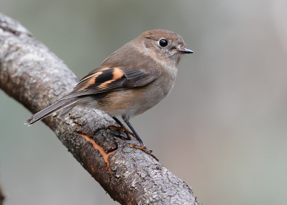 One day, Six Robins – Birds as Poetry —— Just because I WANDER doesn't ...