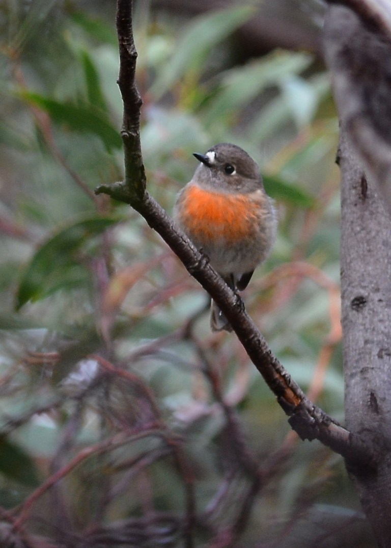 One day, Six Robins – Birds as Poetry —— Just because I WANDER doesn't ...