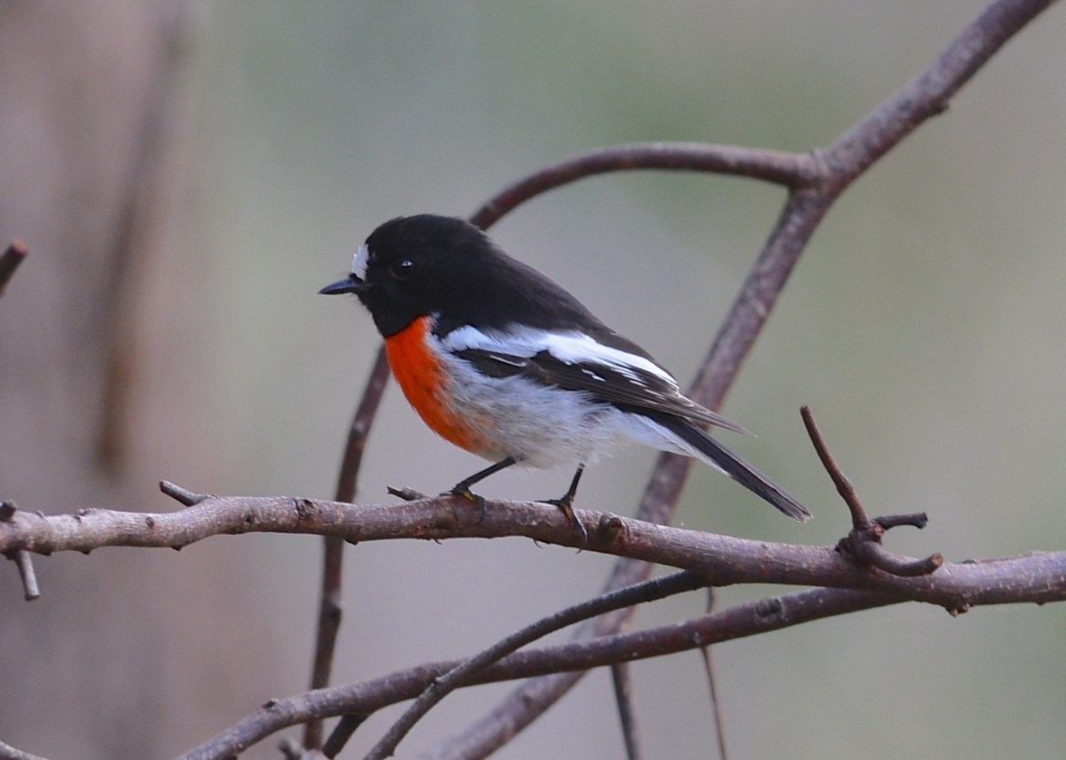 One day, Six Robins – Birds as Poetry —— Just because I WANDER doesn't ...