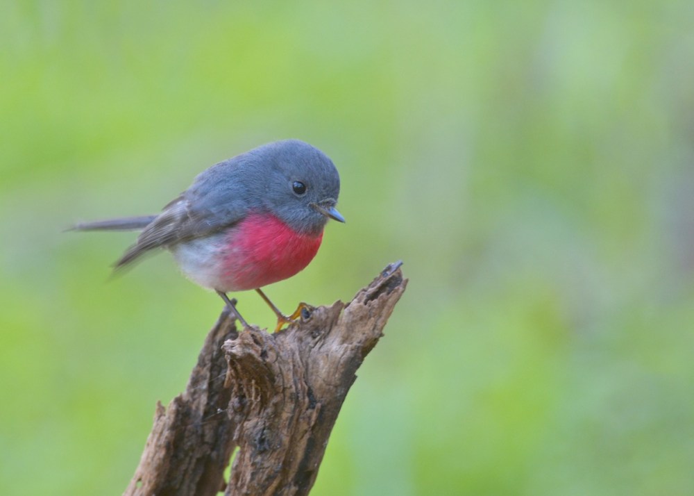 Rose Robin – Birds as Poetry —— Just because I WANDER doesn't mean I'm LOST