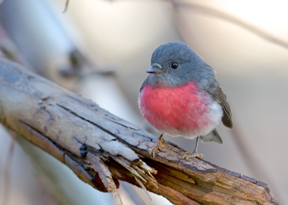 Rose Robin – Birds as Poetry —— Just because I WANDER doesn't mean I'm LOST