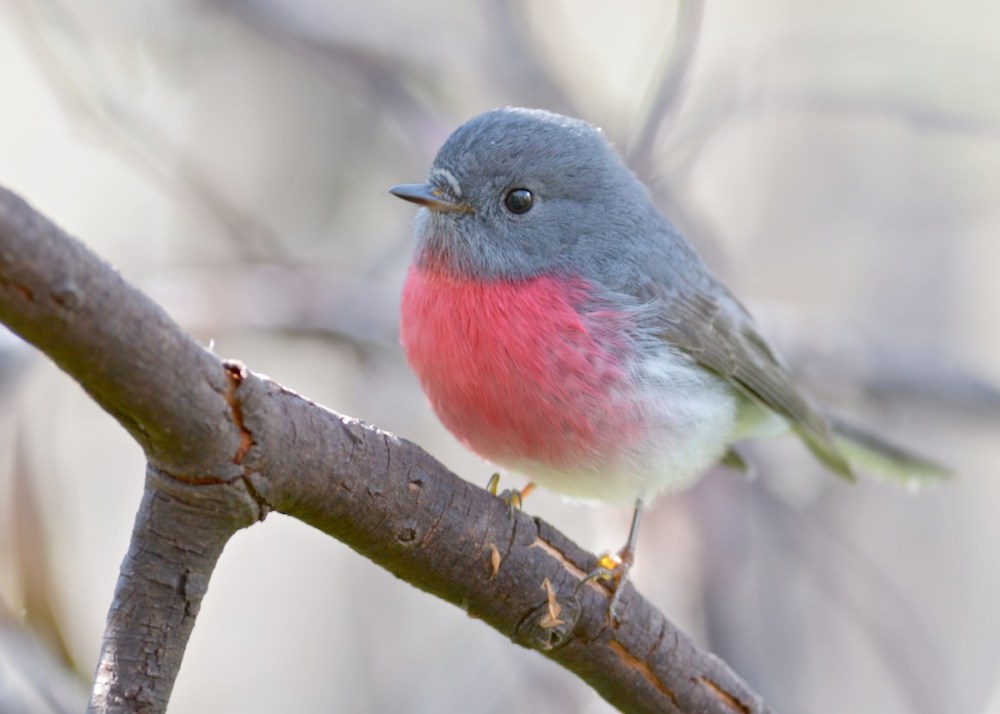 Rose Robin – Birds as Poetry —— Just because I WANDER doesn't mean I'm LOST