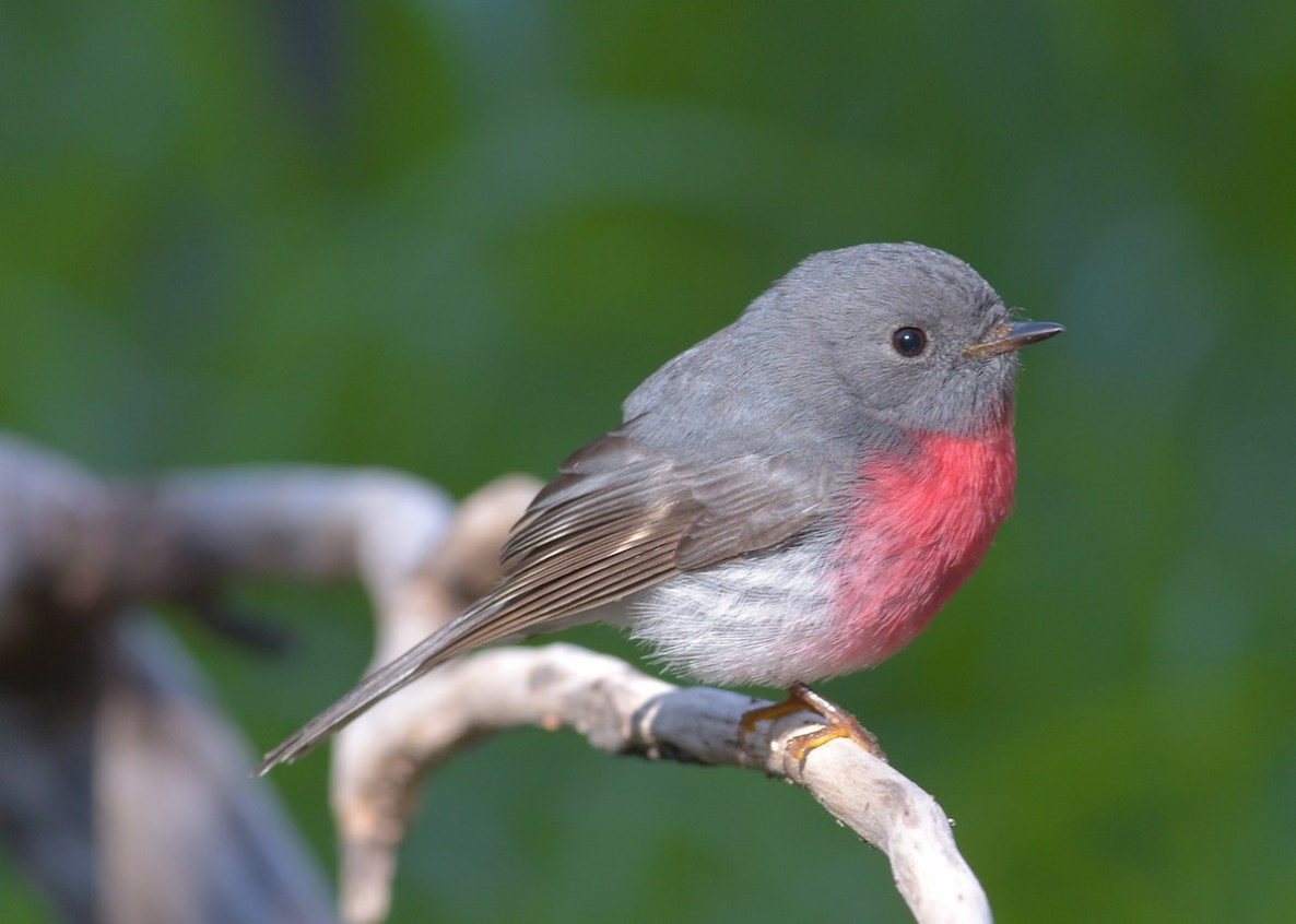 Rose Robin – Birds as Poetry —— Just because I WANDER doesn't mean I'm LOST