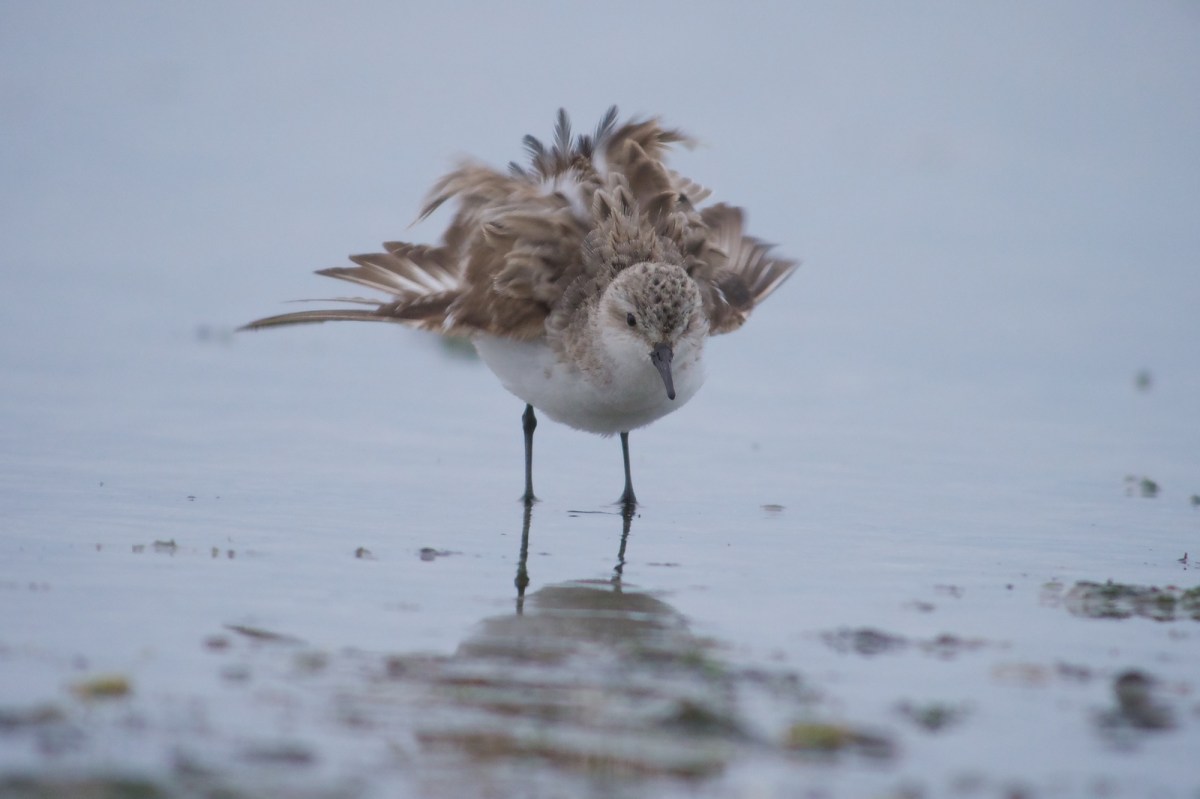 Overcast day around Lake Borrie at the Western Treatment Plant – Birds ...