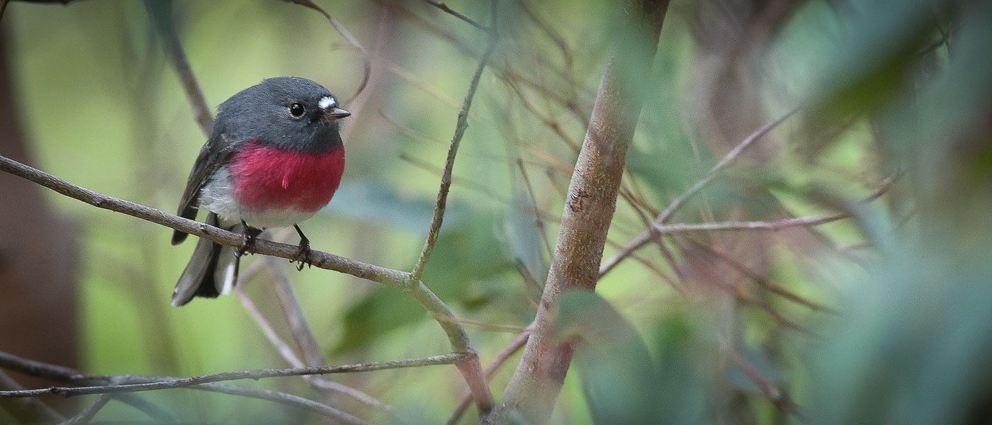 Rose Robin – Birds as Poetry —— Just because I WANDER doesn't mean I'm LOST