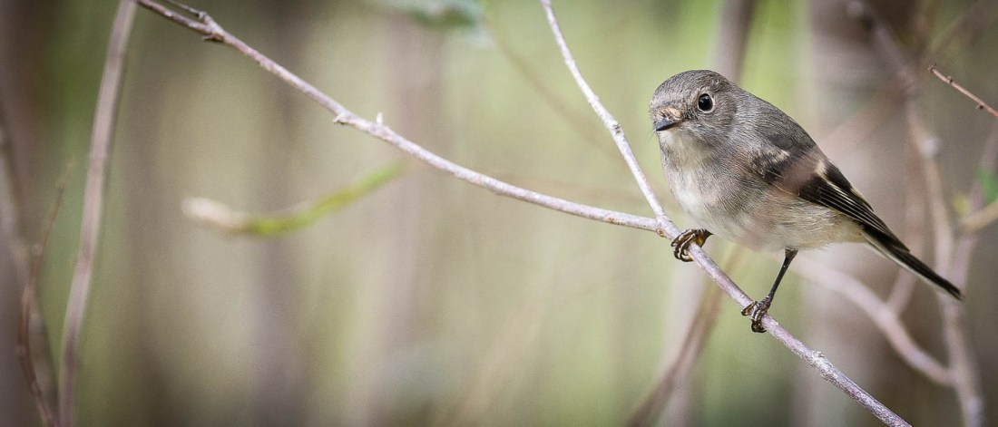 Rose Robin – Birds as Poetry —— Just because I WANDER doesn't mean I'm LOST