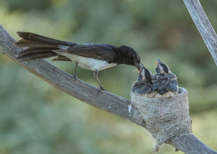 Willie Wagtail – Birds as Poetry —— Just because I WANDER doesn't mean ...
