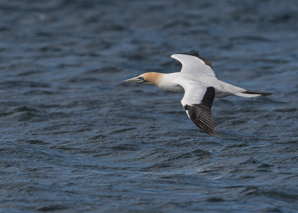 As it Happened: Gannets Galore Take #2 – Birds as Poetry —— Just ...
