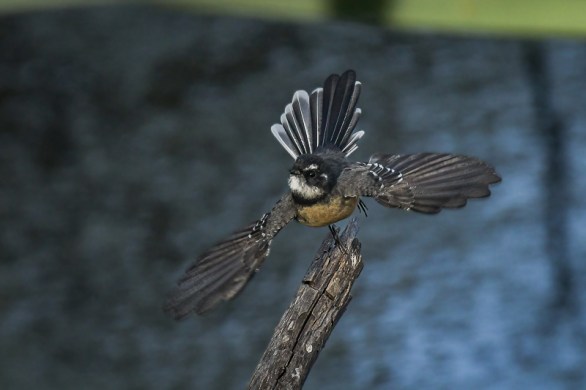 Birds as Poetry —— Just because I WANDER – –doesn't mean I'm LOST ...