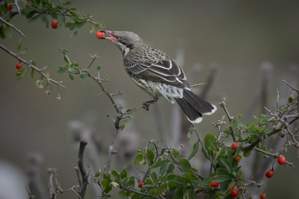 Birds as Poetry —— Just because I WANDER – –doesn't mean I'm LOST ...