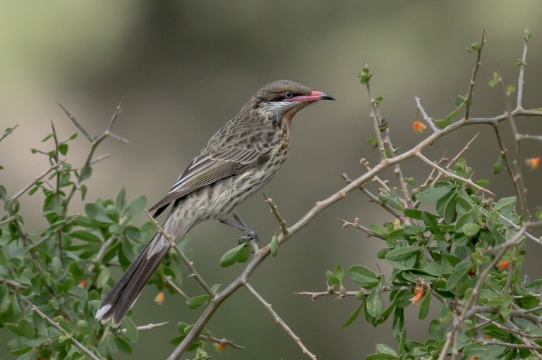Birds as Poetry —— Just because I WANDER – –doesn't mean I'm LOST ...