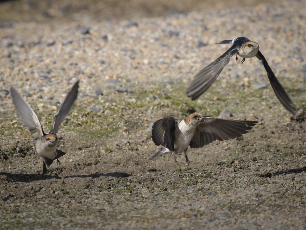 Birds as Poetry —— Just because I WANDER doesn't mean I'm LOST – Just ...