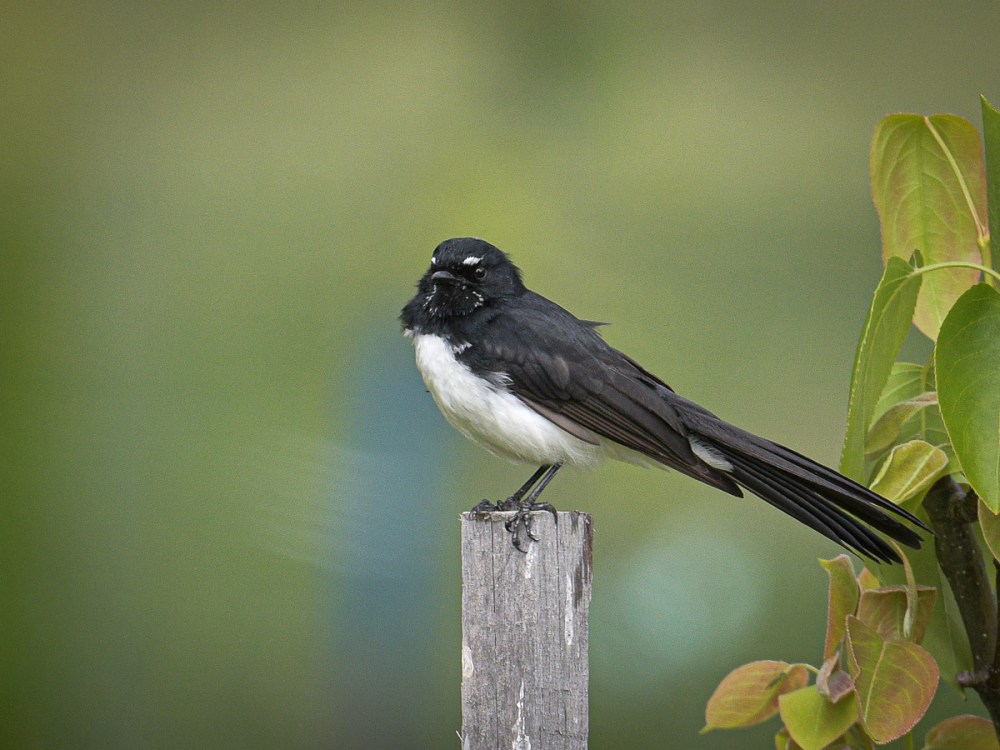 Willie Wagtail – Birds as Poetry —— Just because I WANDER doesn't mean ...