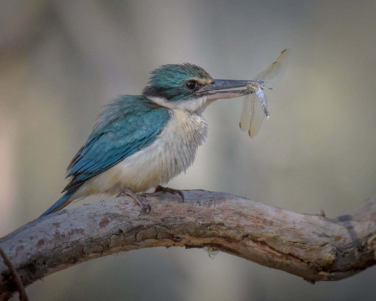 Kingfisher Nursery: Act III What’s on the Menu – Birds as Poetry ...